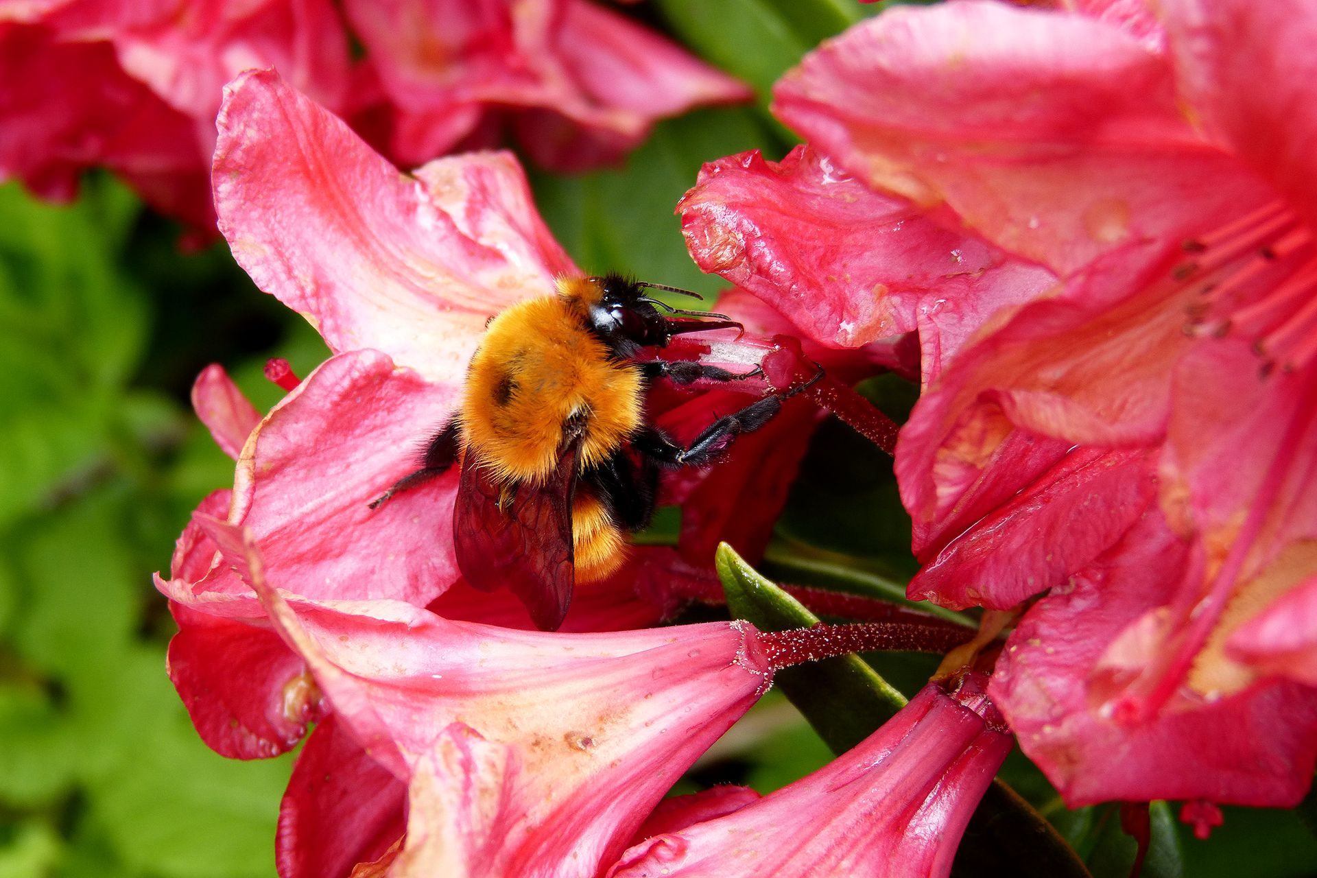 THE REFUGE OF THE MANGANGÁ – THE ANDES PATAGONIA